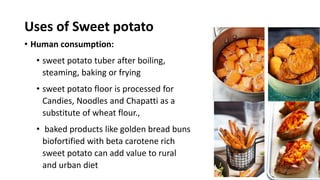 Production technology of Sweet Potato.pptx
