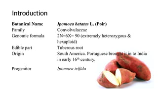 Production technology of Sweet Potato.pptx