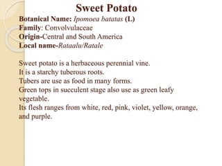 Sweet potato.pptx Details cultivation practices of sweet potato. | PPTX