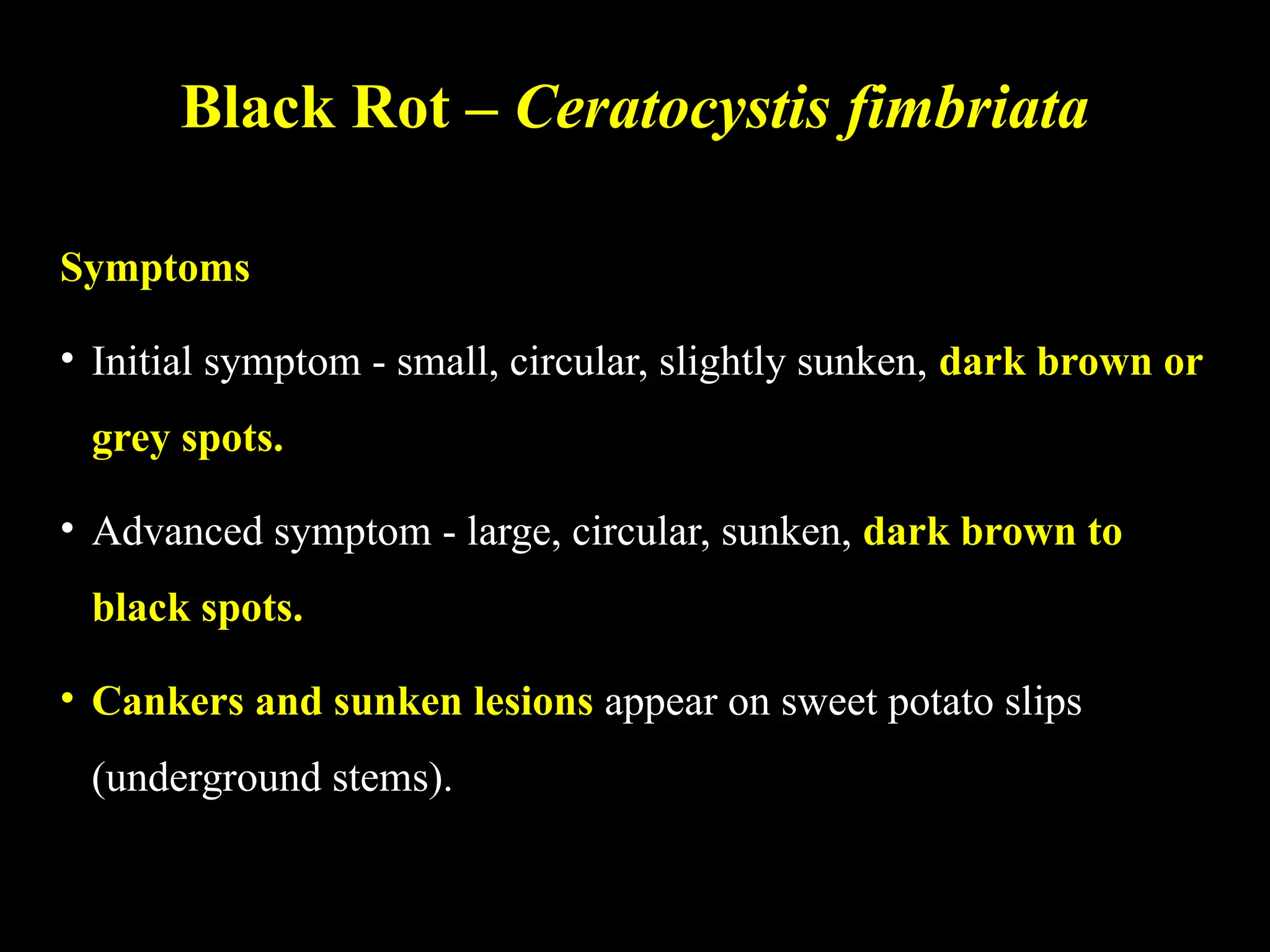 Sweet potato.pptx pathology disease of sweet potato | PPTX