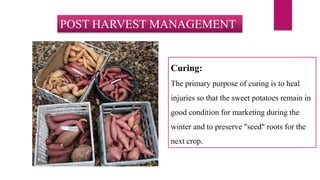 SWEET POTATO by Mukhi Vinita(230805200002).pptx