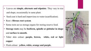 SWEET POTATO by Mukhi Vinita(230805200002).pptx