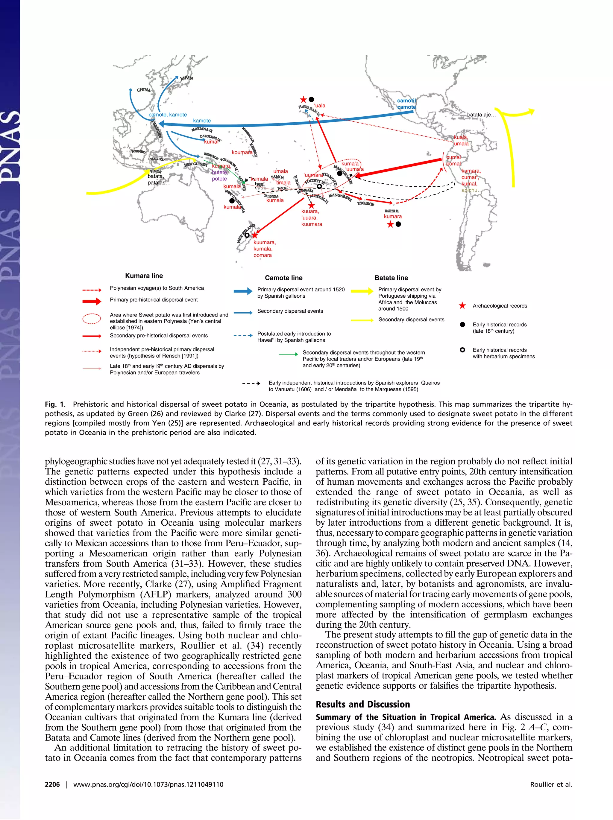 Sweet Potato Diffusion | PDF | Genetics | Science