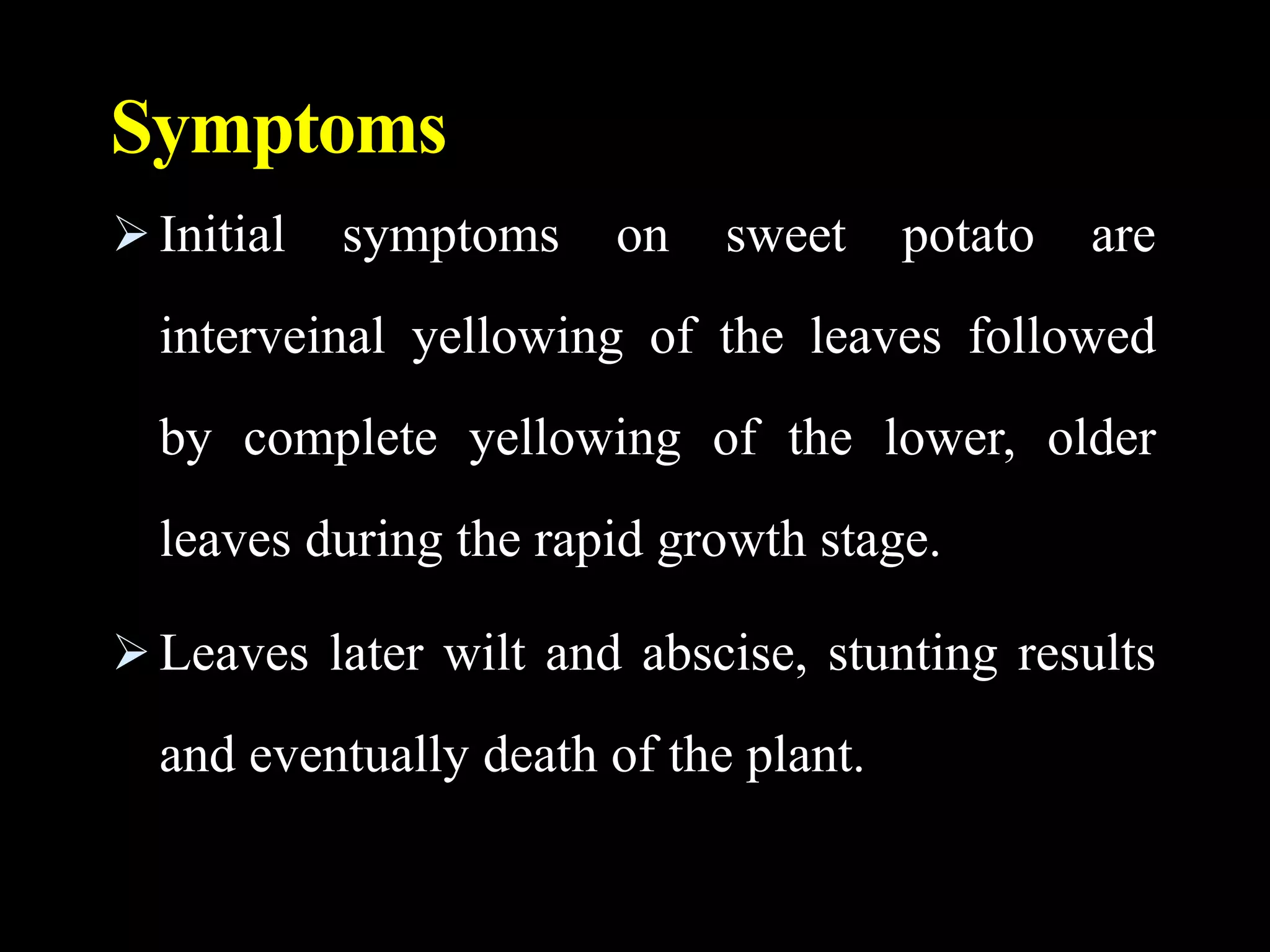 Sweet potato stem rot | PPTX