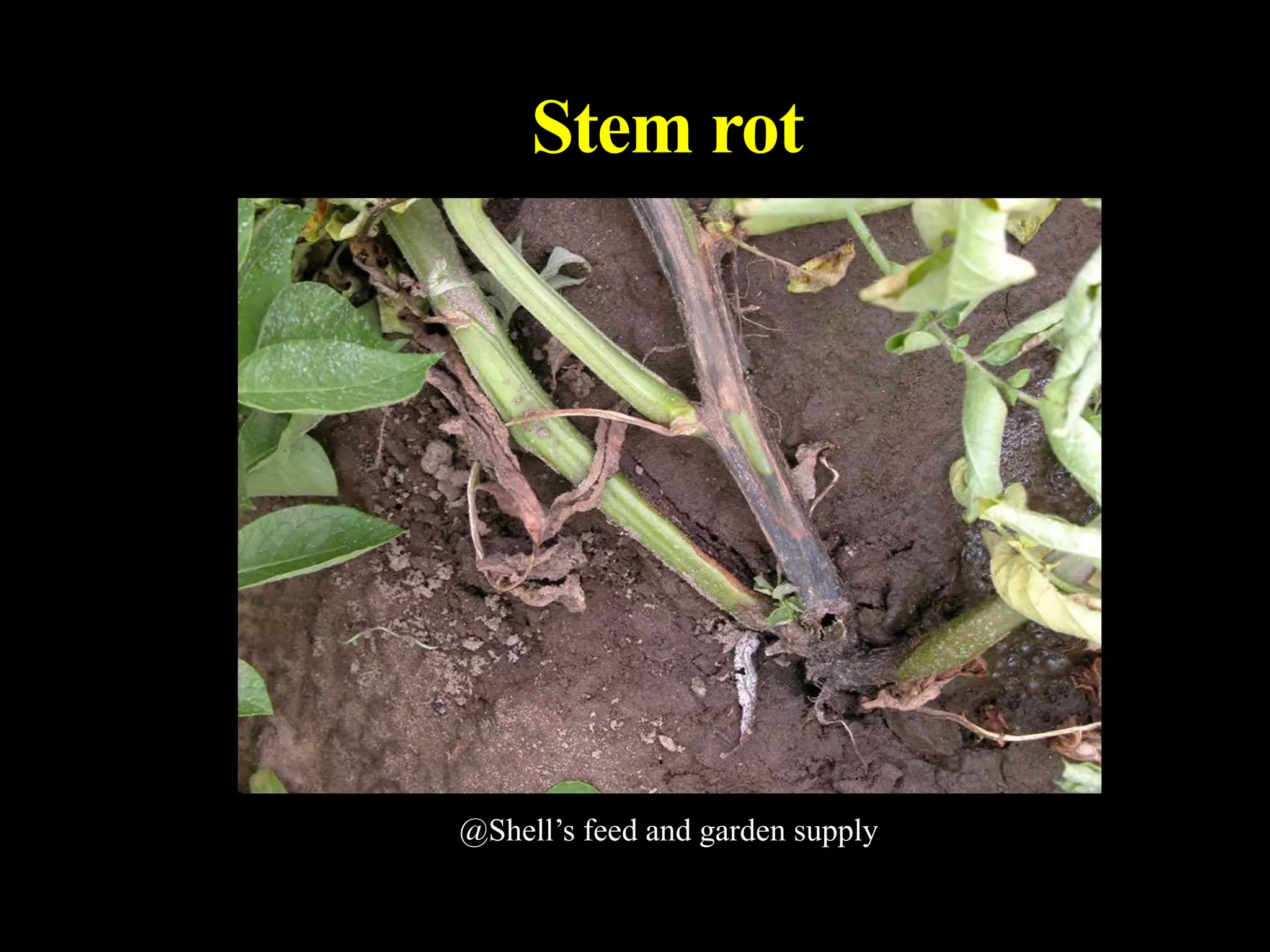 Sweet potato stem rot | PPTX