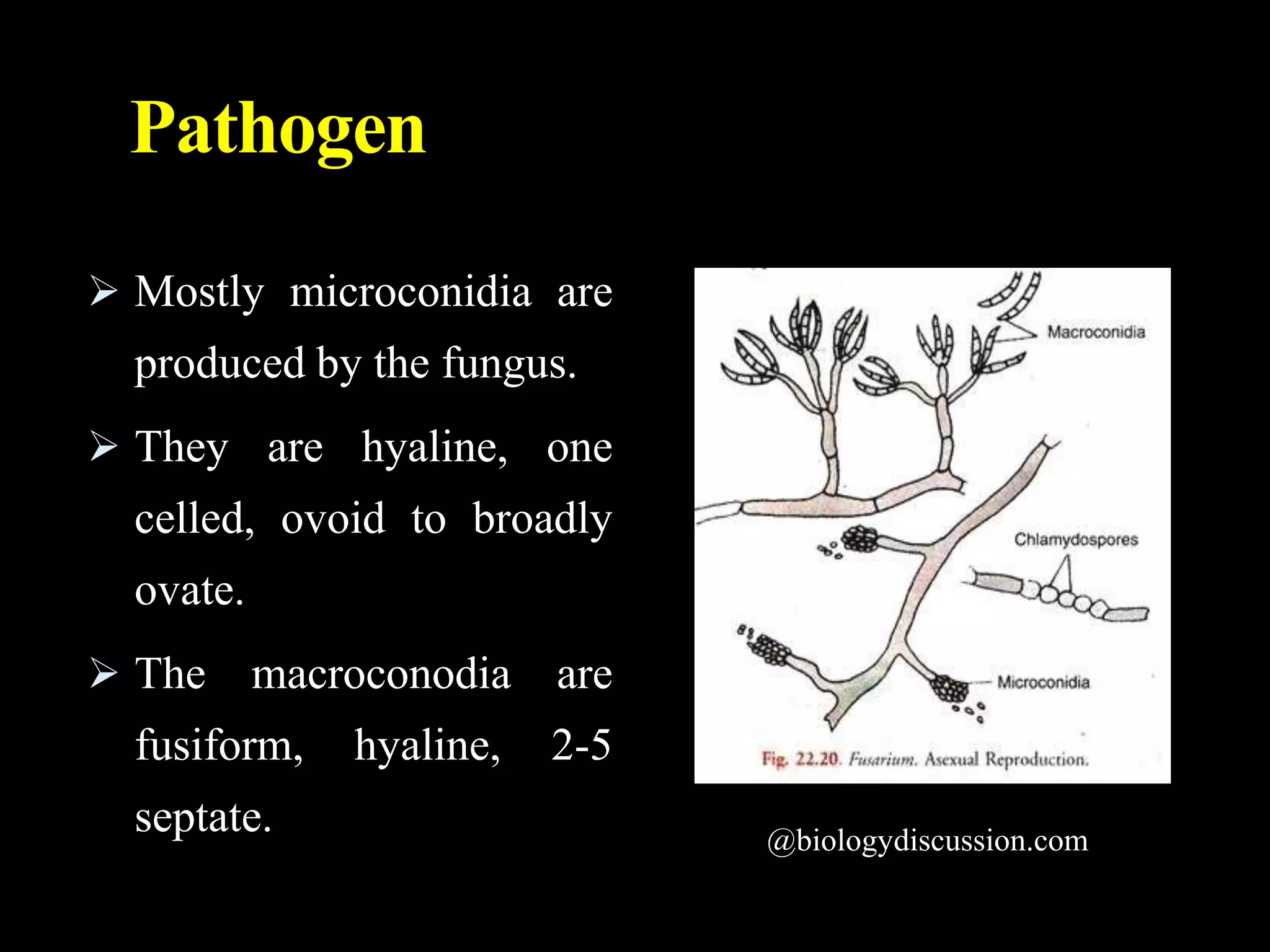 Sweet potato stem rot | PPTX