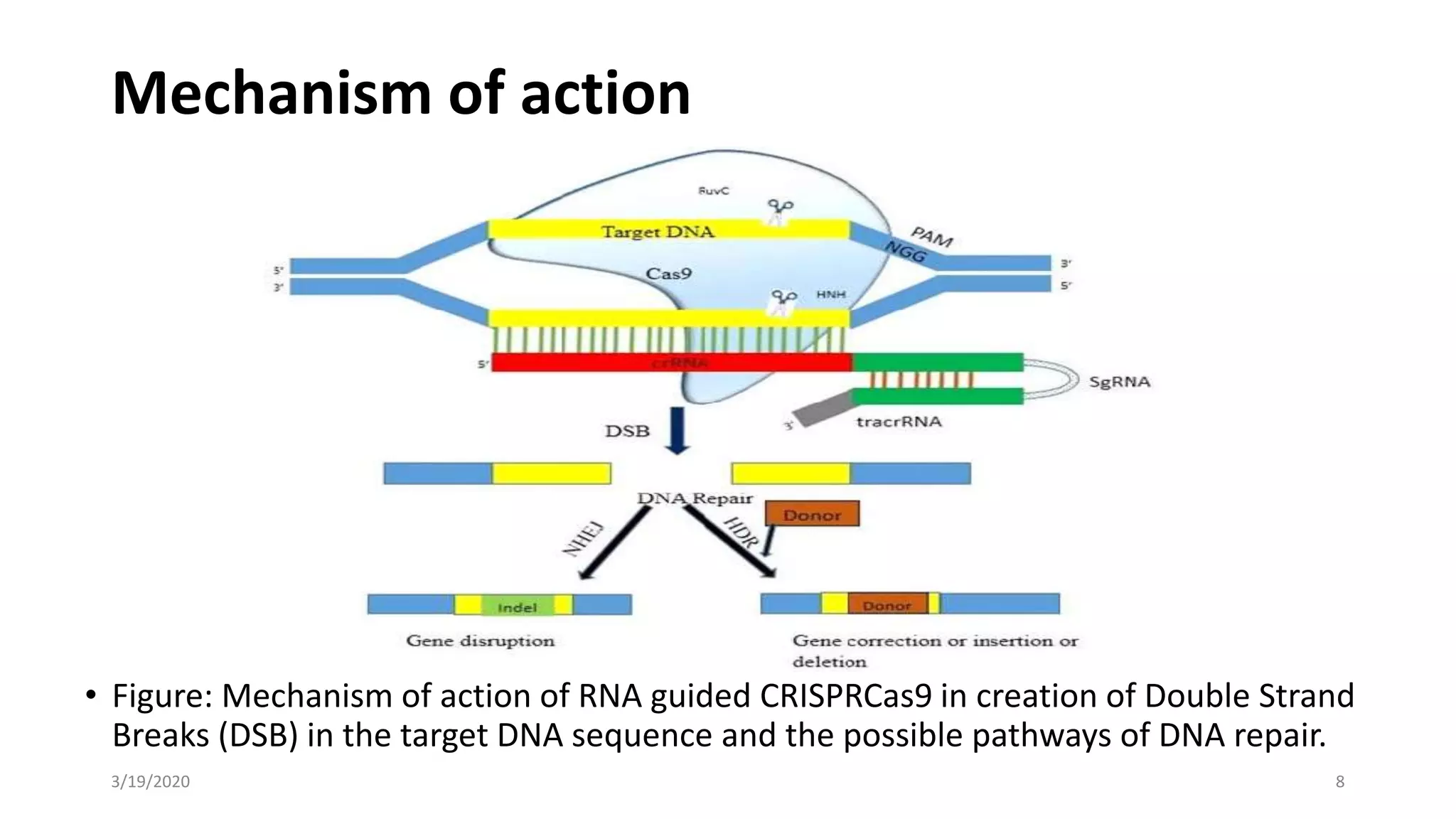 RNA-guided genome editing tool CRISPR-Cas9:Its Applications and ...