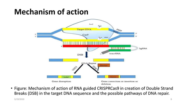 RNA-guided genome editing tool CRISPR-Cas9:Its Applications and ...