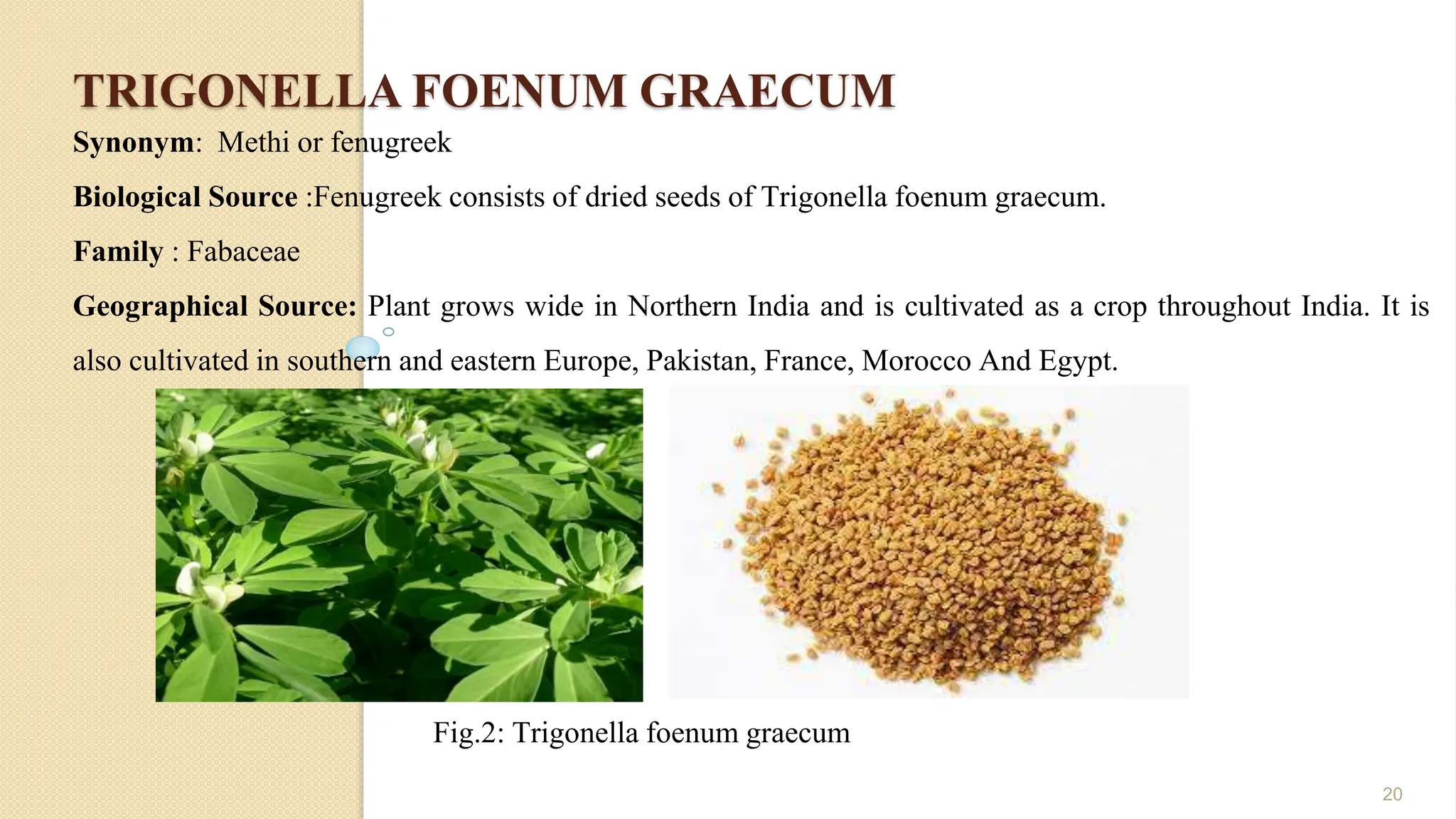 Active constituent of Swertia chirata and Trigonella foenum graccum ...