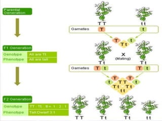 PRINCIPLES OF INHERITANCE AND VARIATION | PPTX