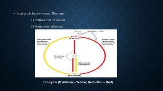 BIOGEOCHEMICAL CYCLES in Environment.pptx