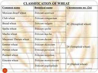 system of wheat intensification | PPTX | Agriculture | Industries