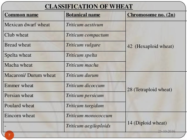 system of wheat intensification