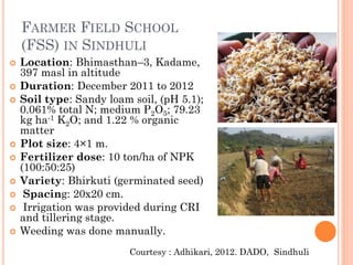 1312- System of Wheat Intensification | PPT