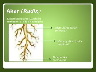 Swietenia mahagoni l., | PPTX