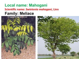 Mahogany Scientific Name