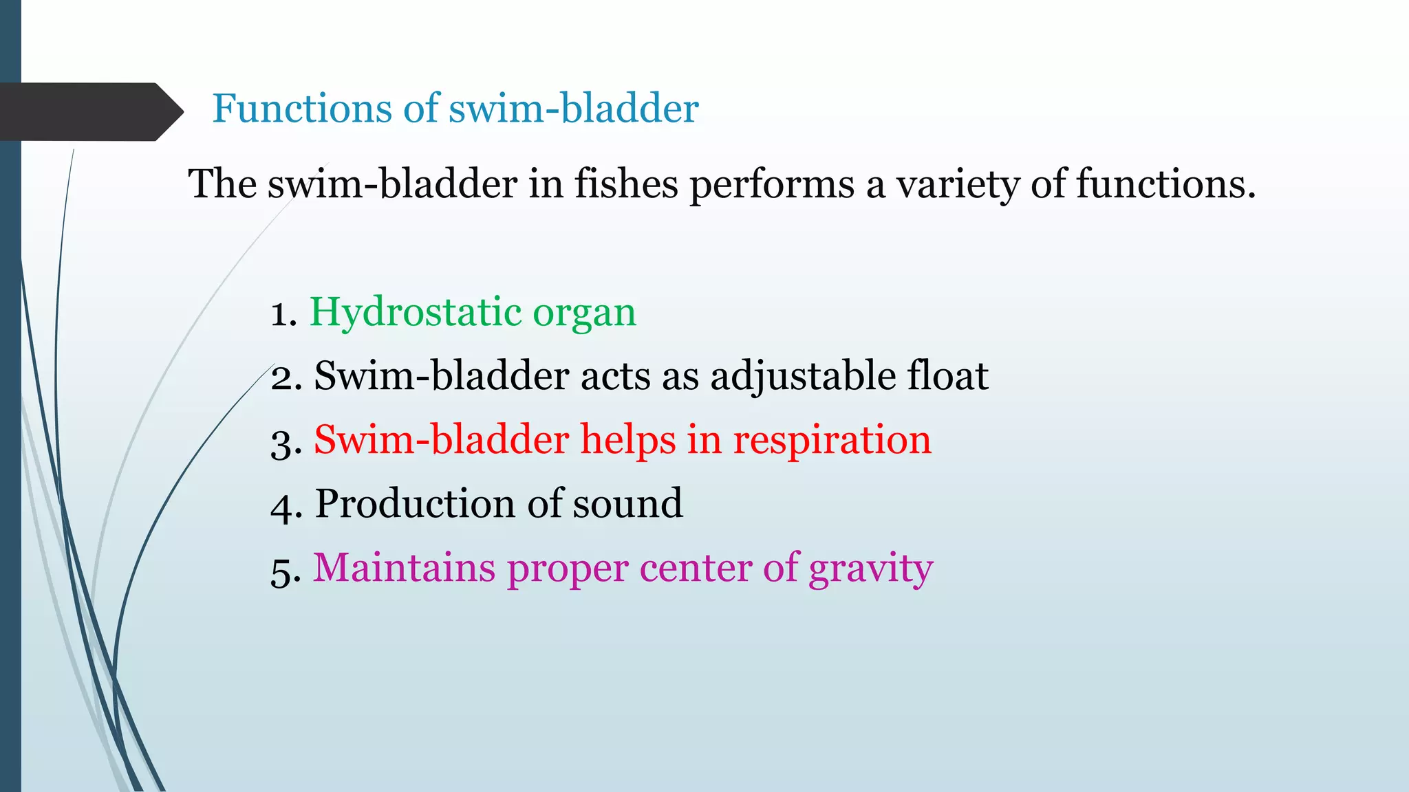 Swim bladder | PPTX