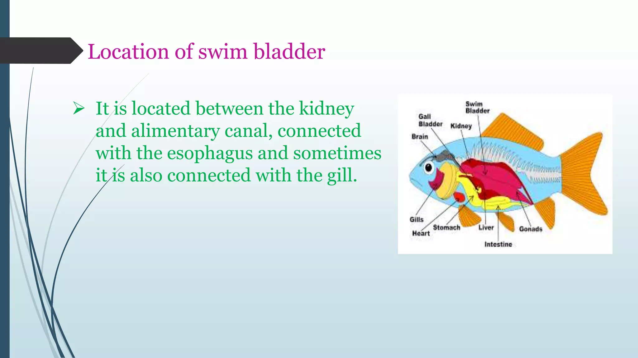 Swim bladder | PPTX
