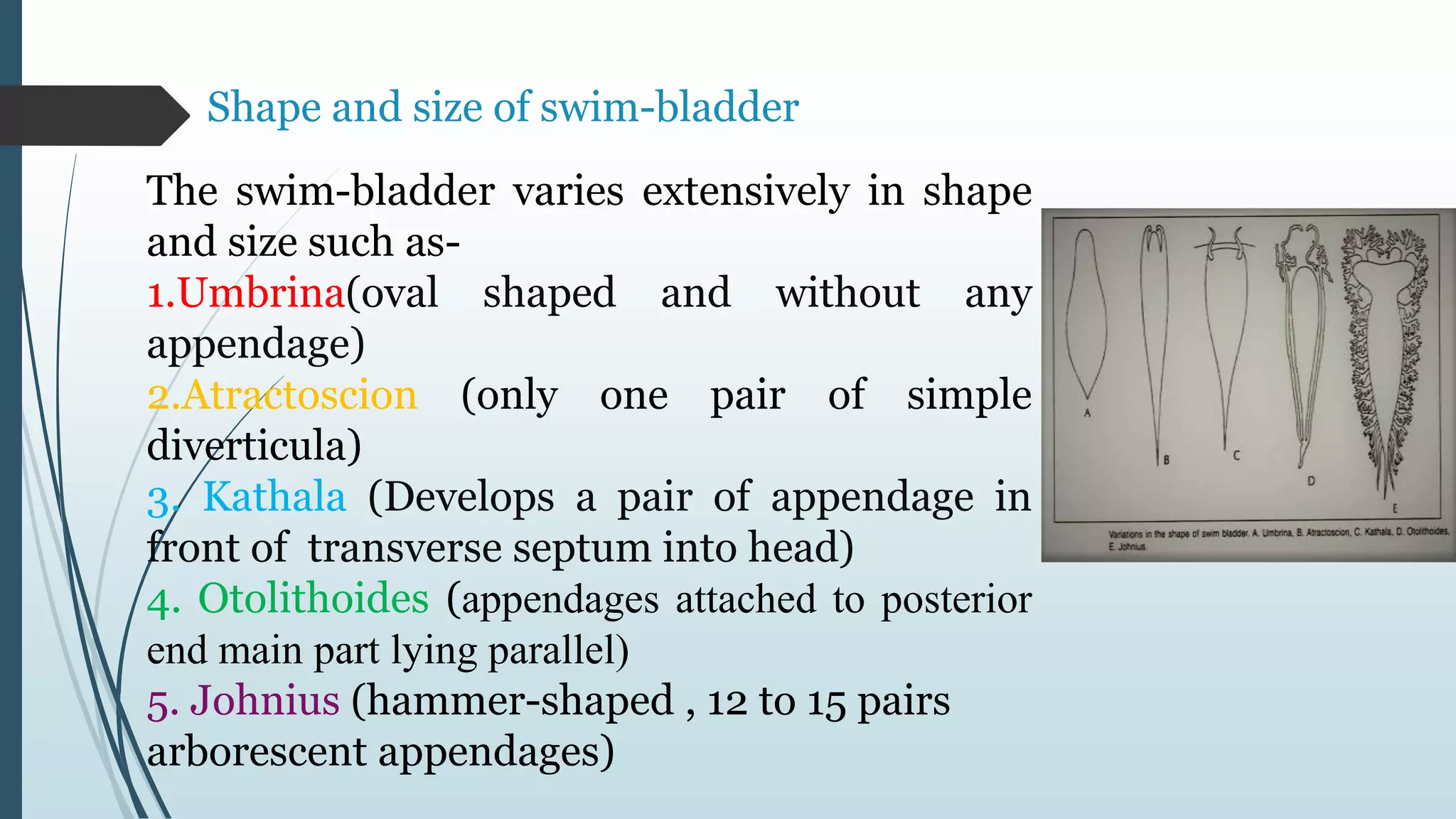 Swim bladder | PPTX