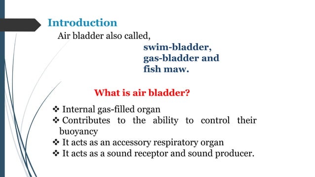 Swim bladder | PPTX