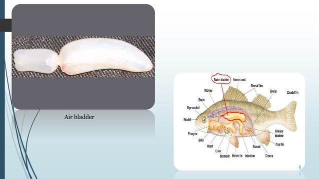 Swim bladder | PPTX