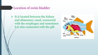 Swim bladder | PPTX