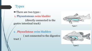 Swim bladder | PPTX