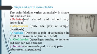 Swim bladder | PPTX