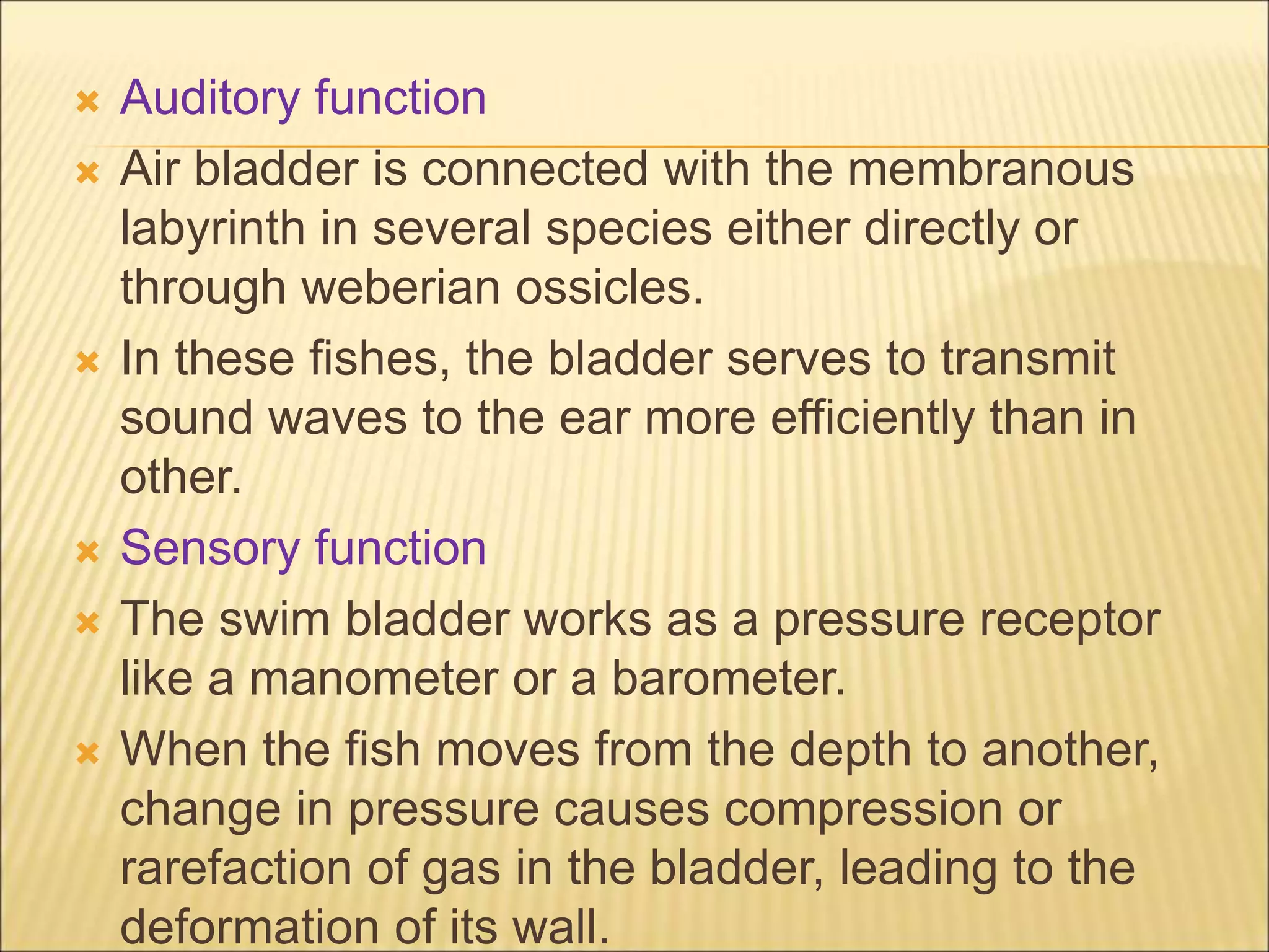 Swim bladder general organization and circulation and function | PPT