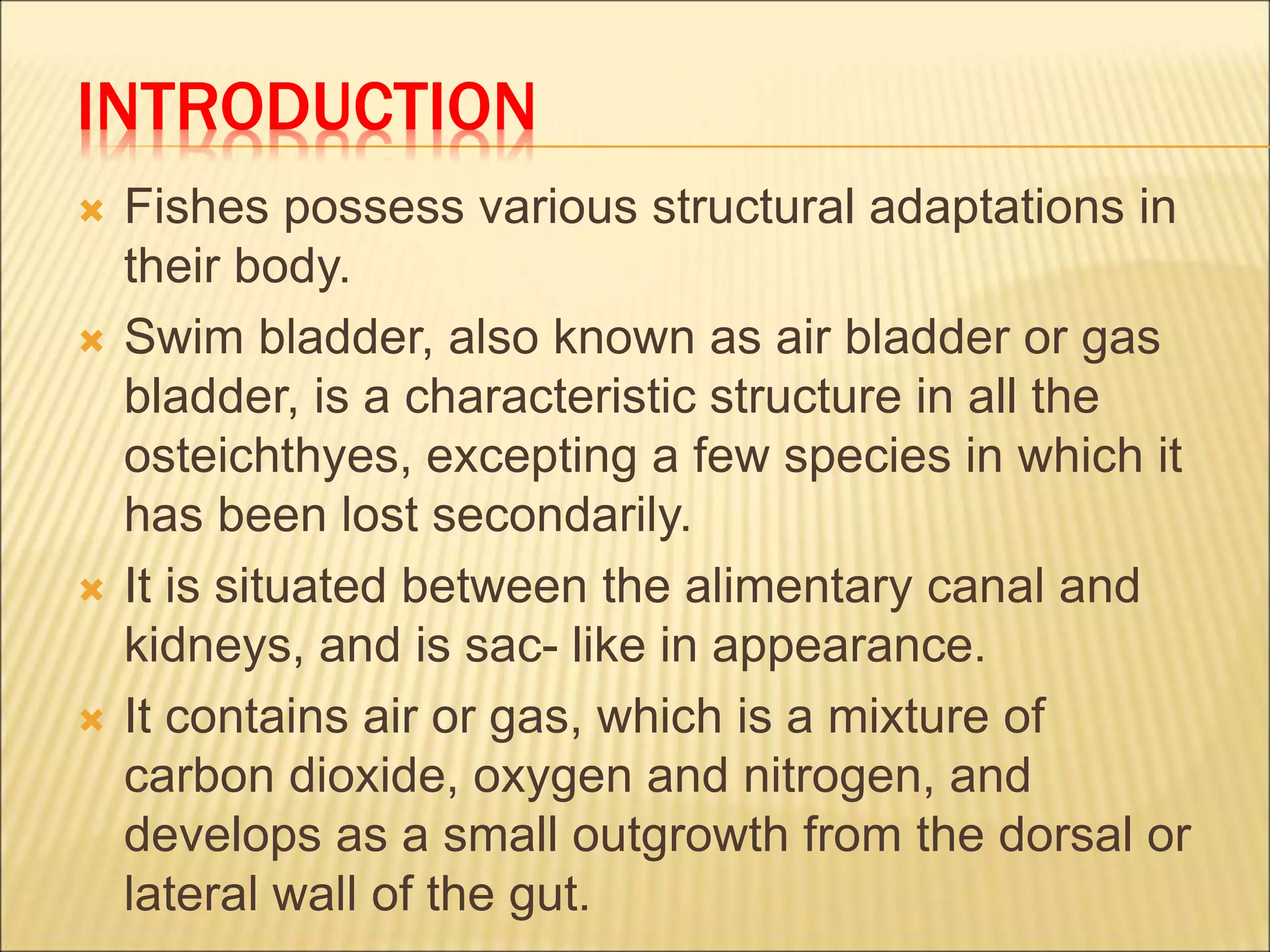 Swim bladder general organization and circulation and function | PPT