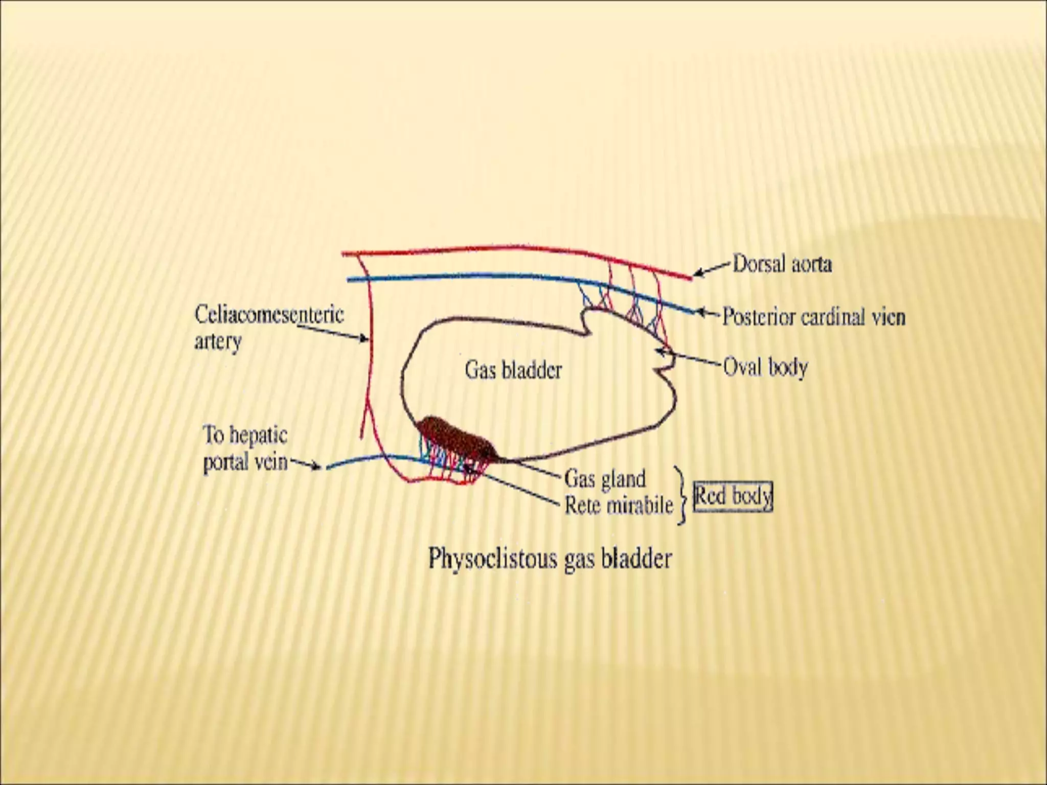 Swim bladder general organization and circulation and function | PPT