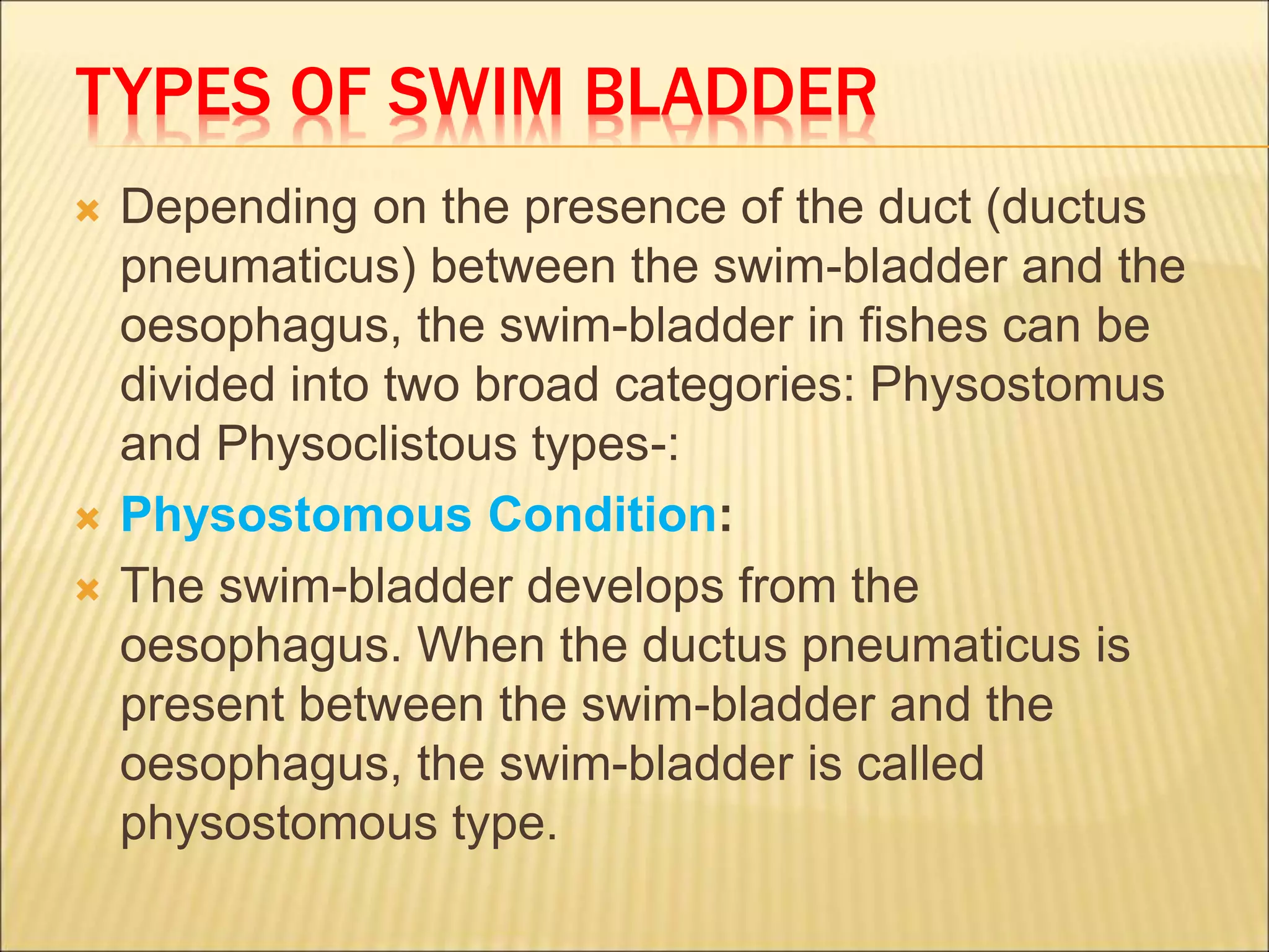 Swim bladder general organization and circulation and function | PPT