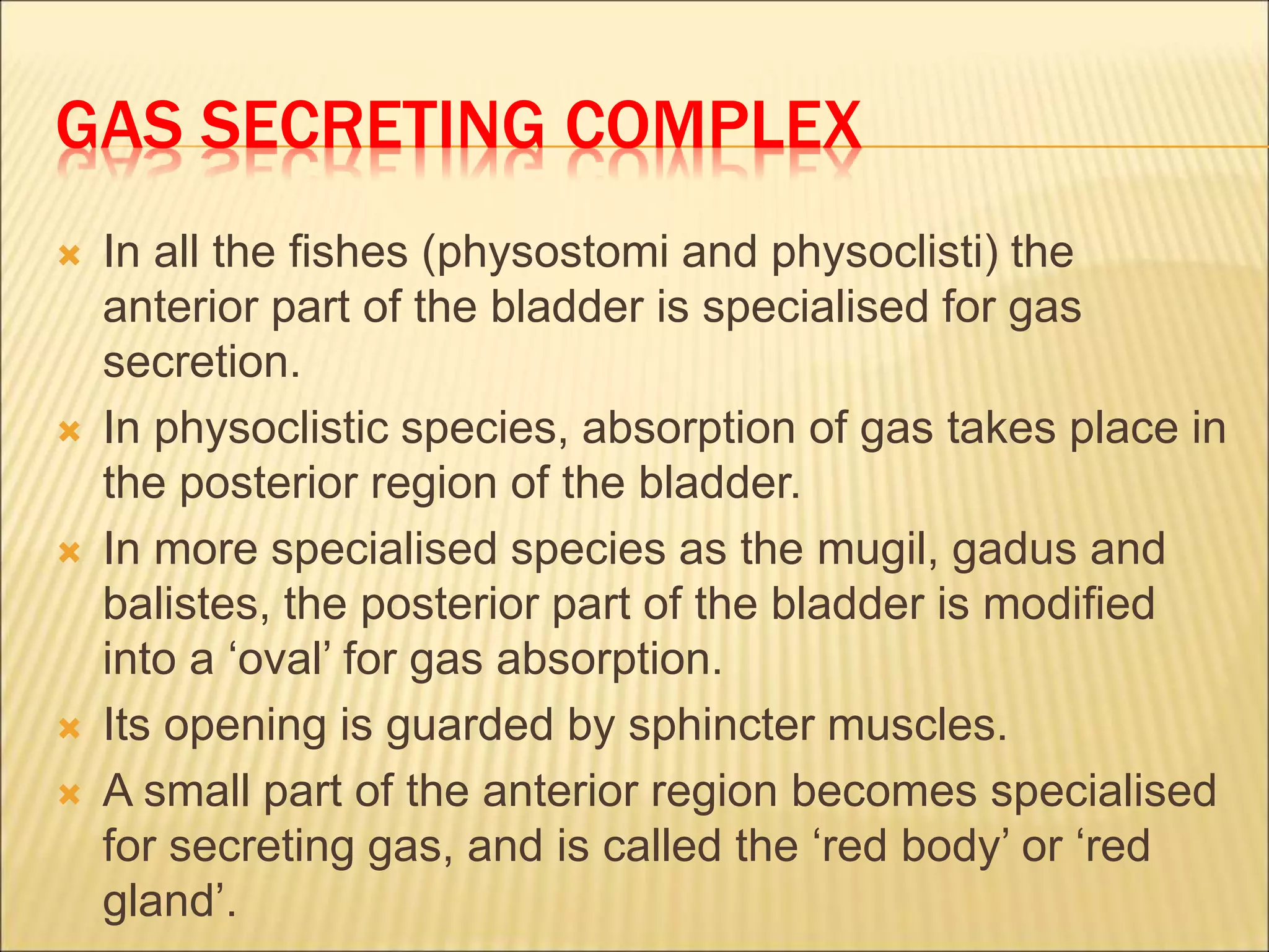 Swim bladder general organization and circulation and function | PPT