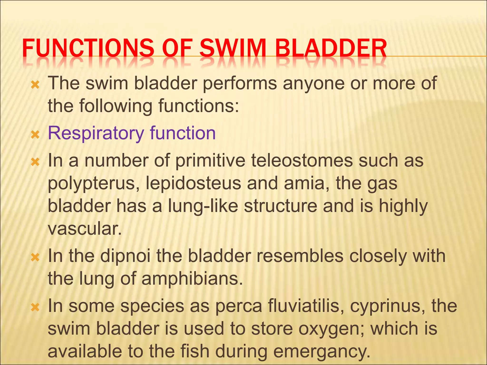 Swim bladder general organization and circulation and function | PPT