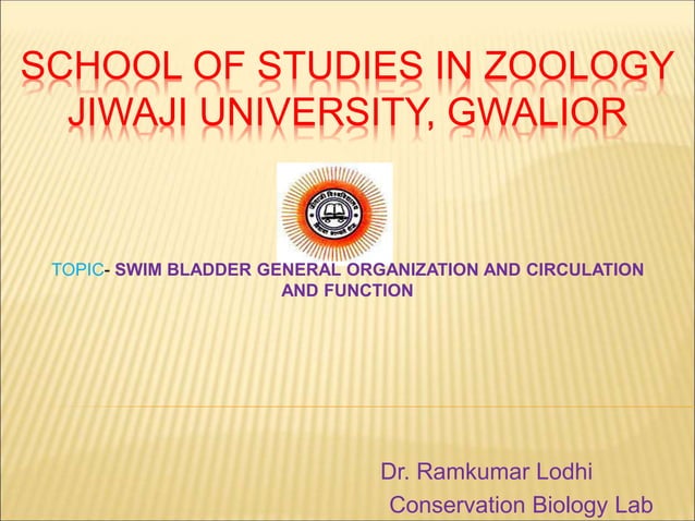 Swim bladder general organization and circulation and function | PPT