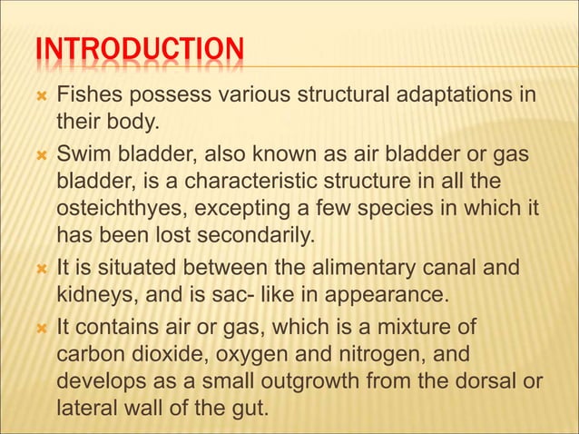 Swim bladder general organization and circulation and function | PPT