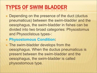 Swim bladder general organization and circulation and function | PPT