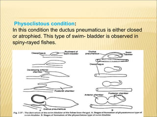 Swim bladder general organization and circulation and function | PPT