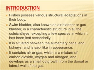 Swim bladder general organization and circulation and function | PPT ...