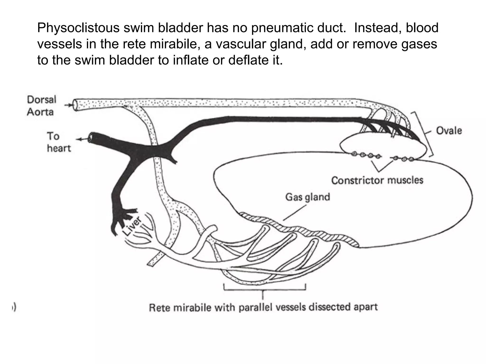Swim Bladders and lungs Notes | PPT