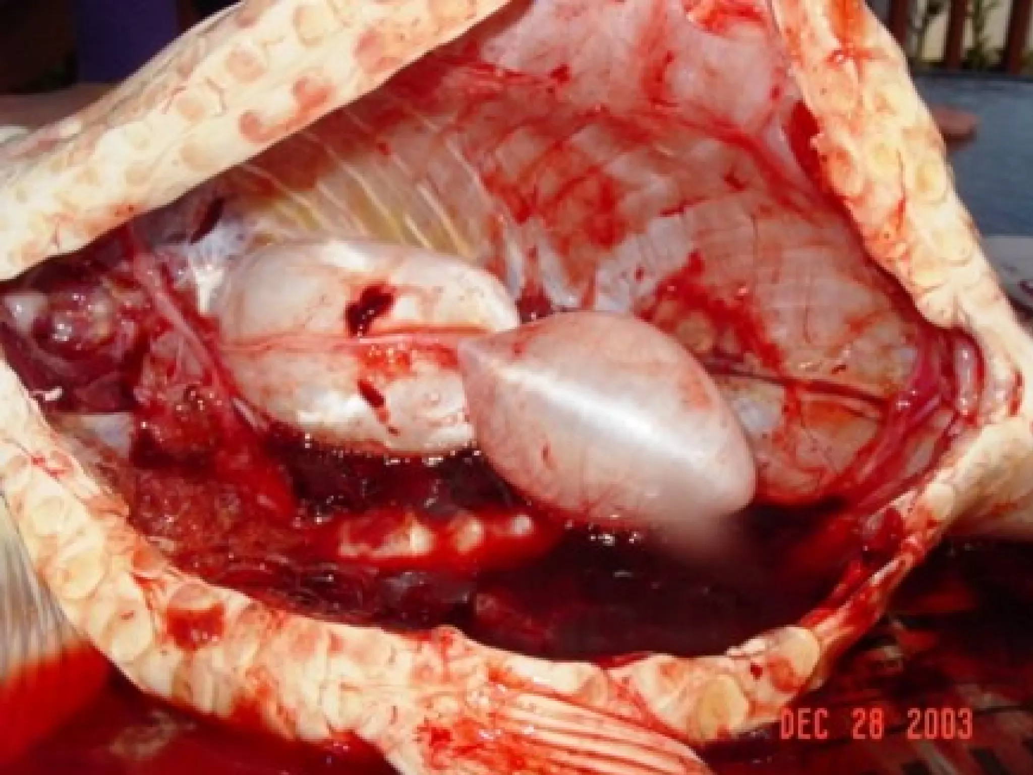 Swim Bladders and lungs Notes | PPT