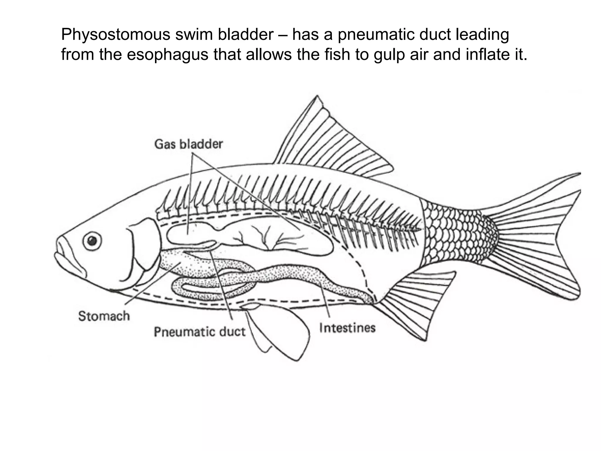 Physostomous vs Physoclistous Swim Bladders | PPT