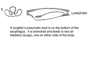 Swim Bladders and lungs Notes | PPT