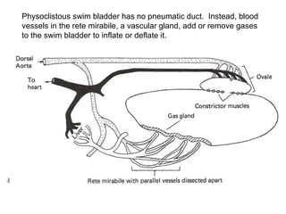 Swim Bladders and lungs Notes | PPT