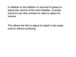 Swim Bladders and lungs Notes | PPT
