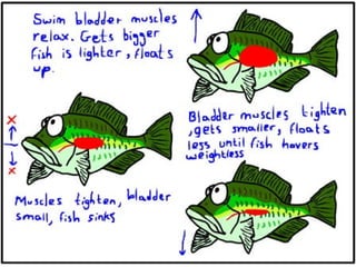 Swim Bladders and lungs Notes | PPT