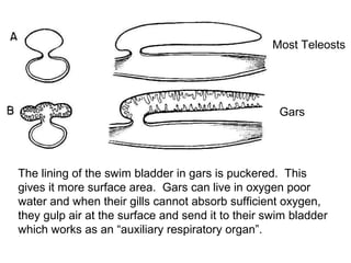 Swim Bladders and lungs Notes | PPT
