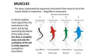 Fish Swimming mode in aquatic environment | PPT