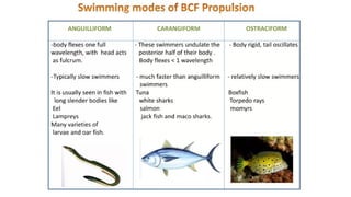 Fish Swimming mode in aquatic environment | PPT