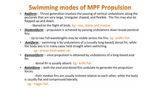 Fish Swimming mode in aquatic environment | PPT